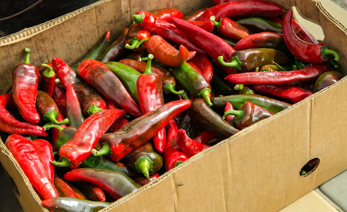 Quels piments choisir aux Antilles : les variétés incontournables - 100 ...